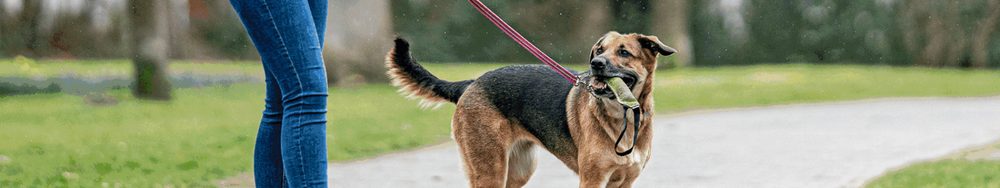 Leashes, Everyday Collars, & Covers